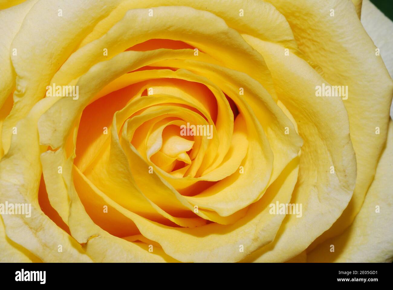Red rose yellow in the middle hi-res stock photography and images - Alamy