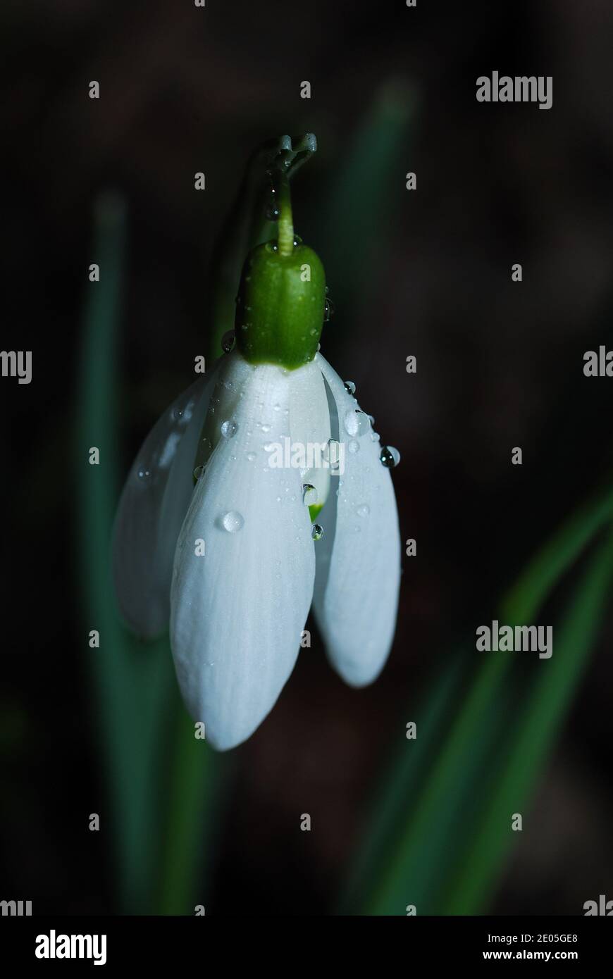 Water dripping from top hi-res stock photography and images - Alamy