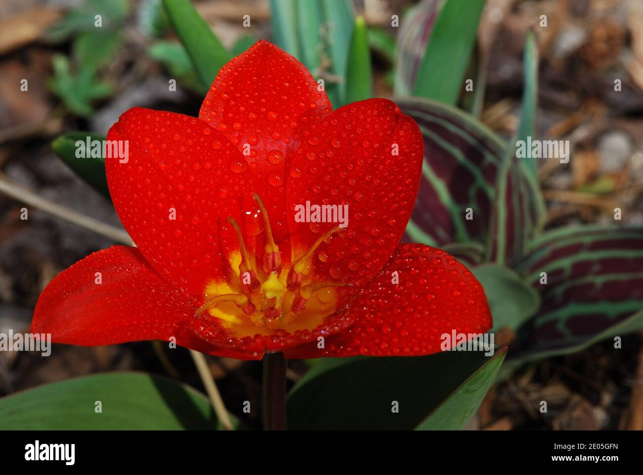 Red Wild Tulip High Resolution Stock Photography and Images - Alamy