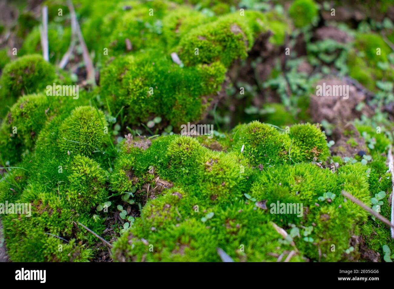 Bright green moss on the ground Stock Photo - Alamy
