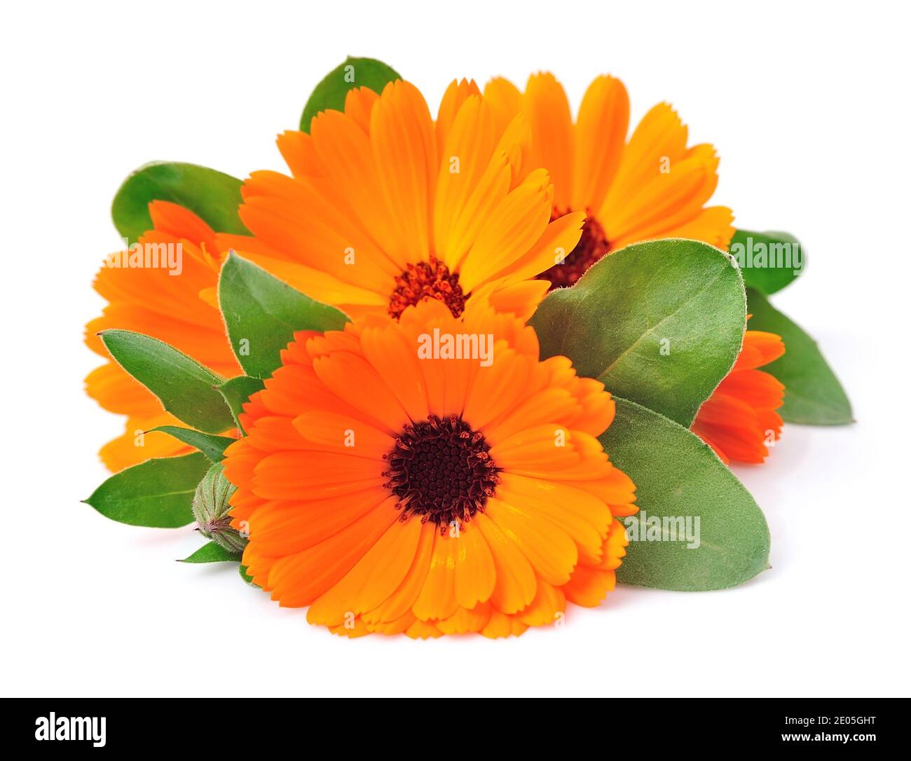 Marigold flowers on a white background Stock Photo - Alamy