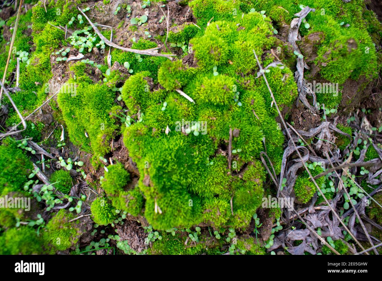 Bright green moss on the ground Stock Photo - Alamy