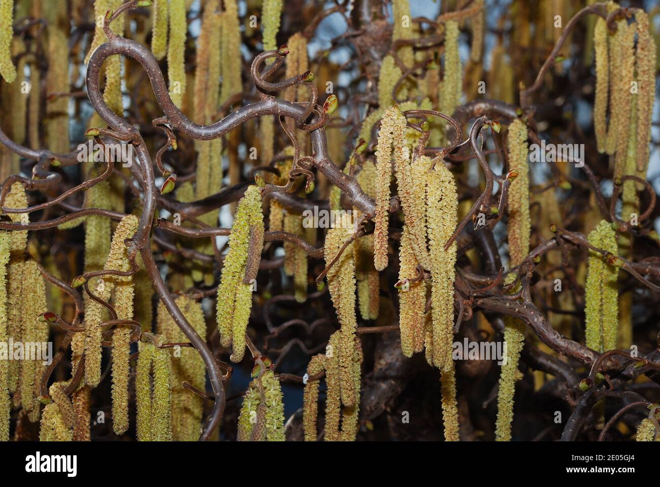 corkscrew shrub with many kittens in the garden and spring Stock Photo ...