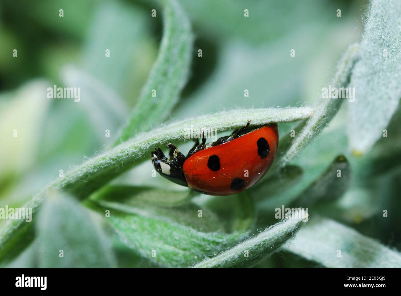 Black beetle crawls hi-res stock photography and images - Alamy