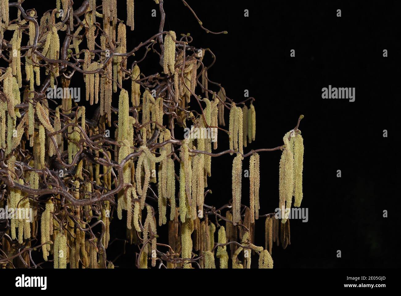 corkscrew shrub with many kittens with black background Stock Photo - Alamy