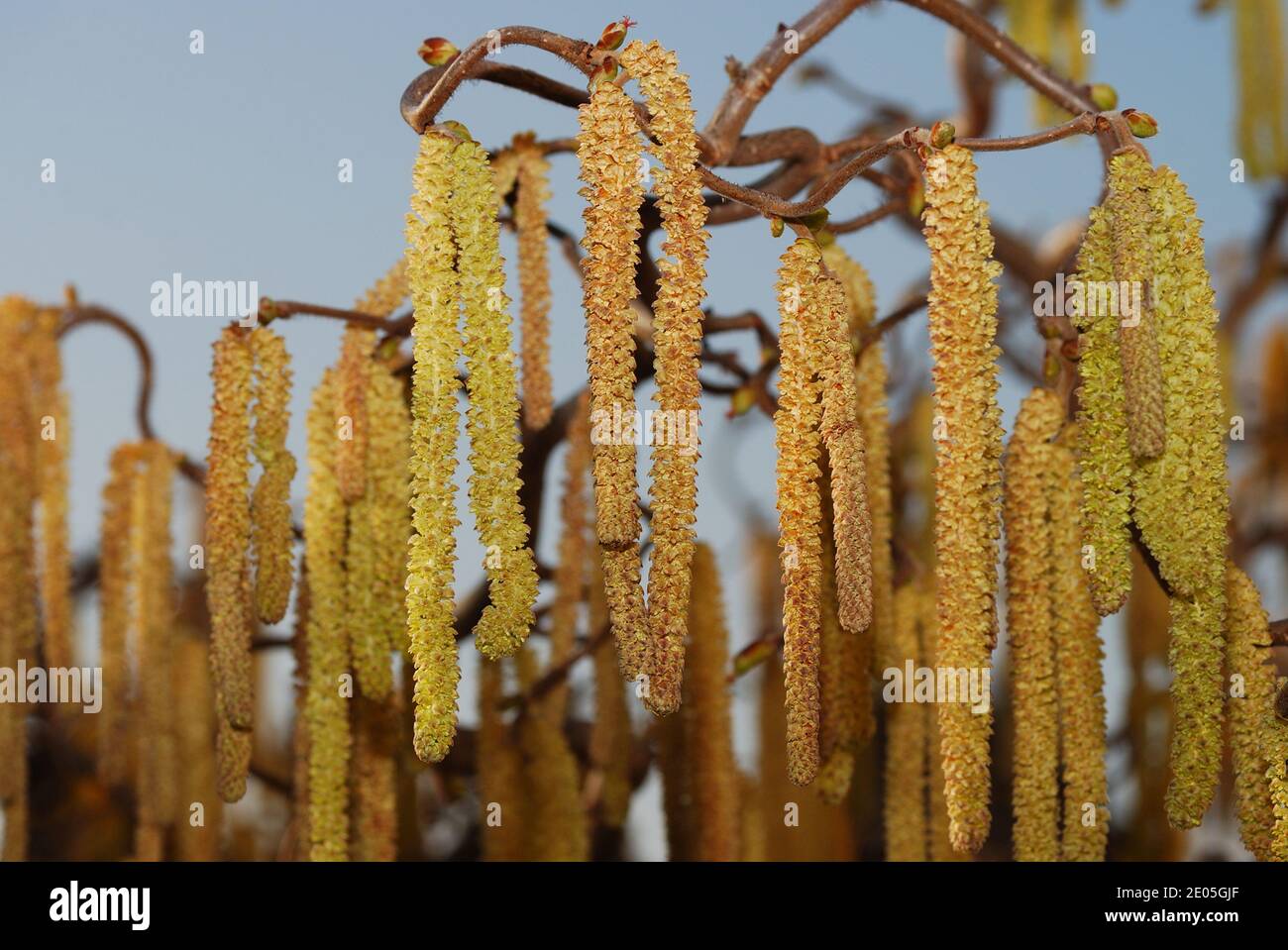 detailed view of a corkscrew shrub with many kittens Stock Photo - Alamy