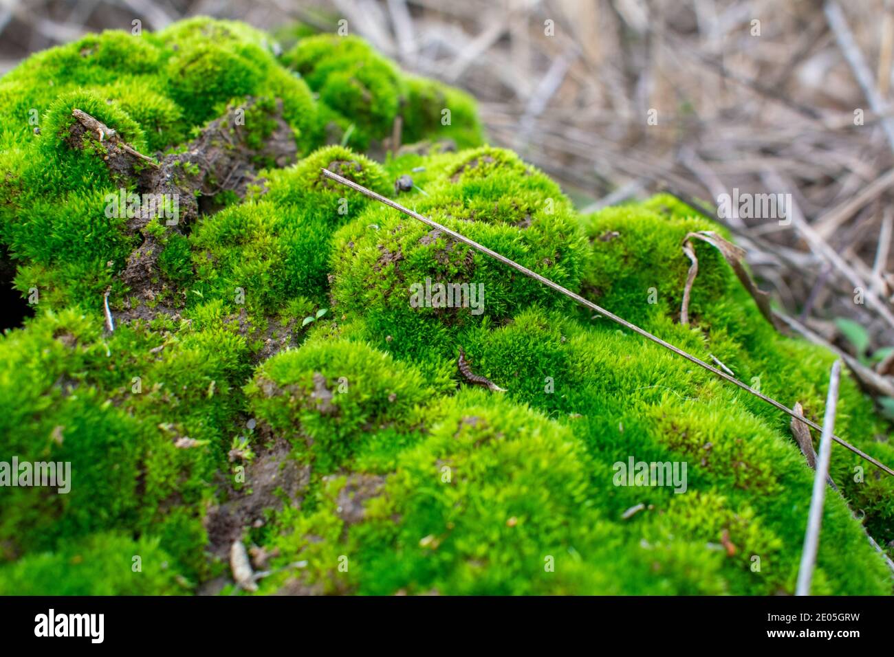 Bright green moss on the ground Stock Photo - Alamy