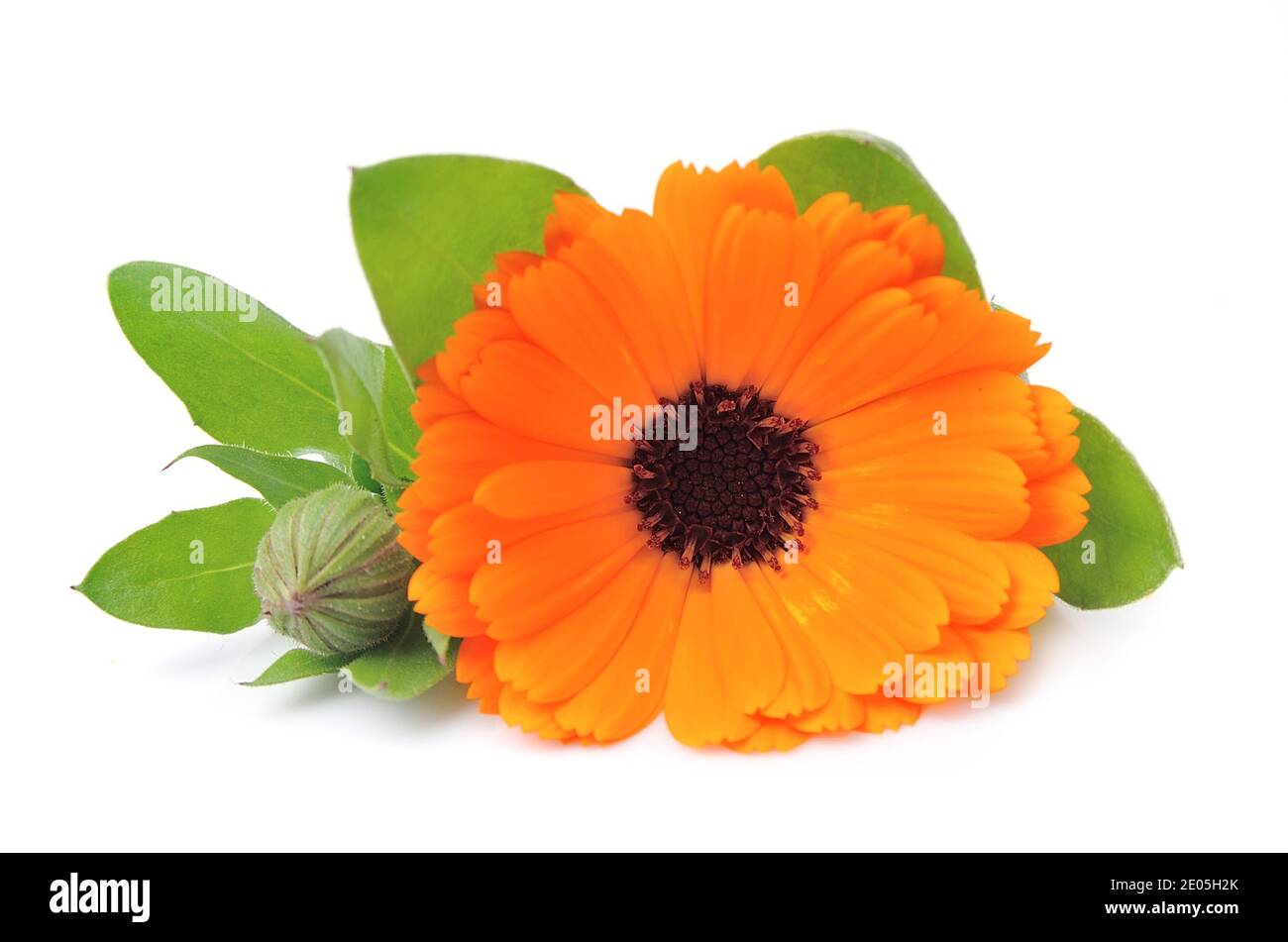 Single marigold flowers on a white background Stock Photo - Alamy