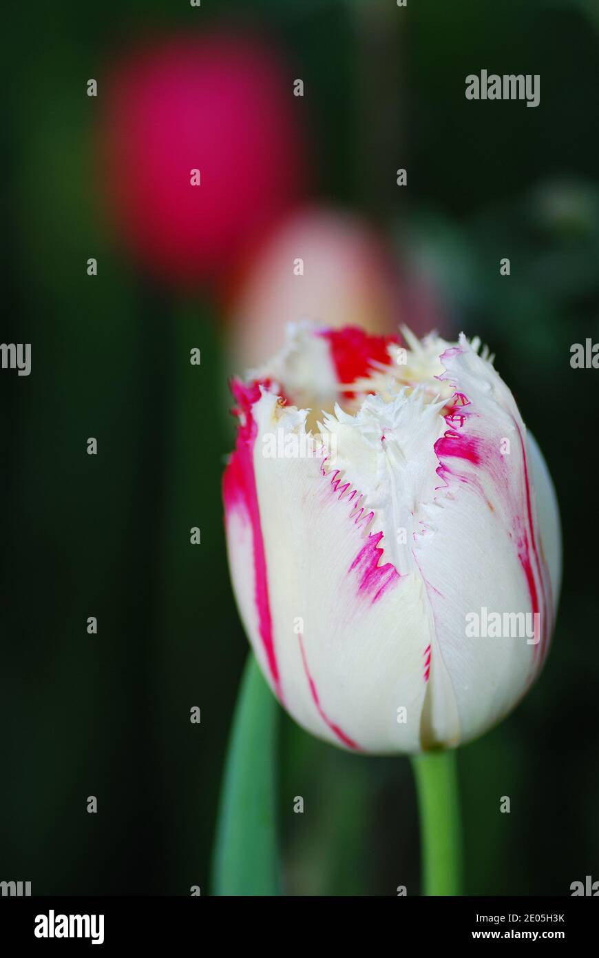 Magnificent tulips hi-res stock photography and images - Alamy