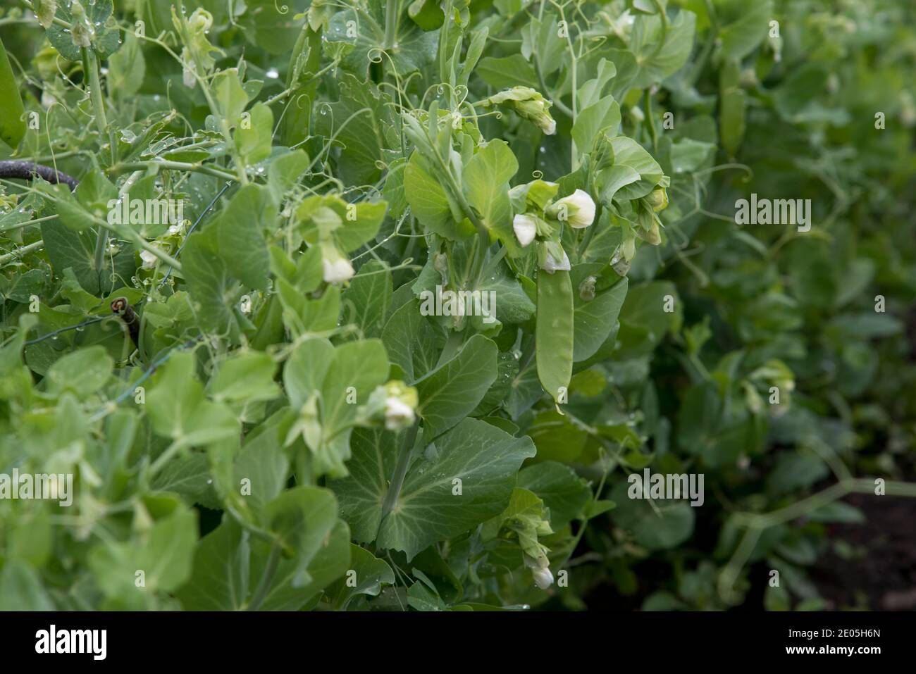 Early Onward garden peas Stock Photo - Alamy