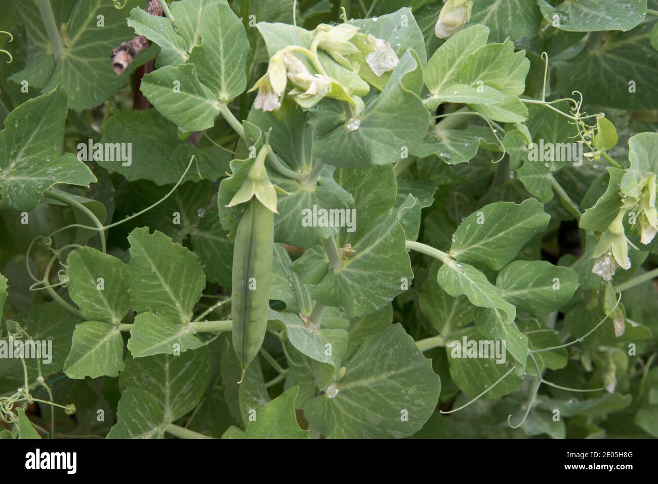 Early Onward garden peas Stock Photo - Alamy