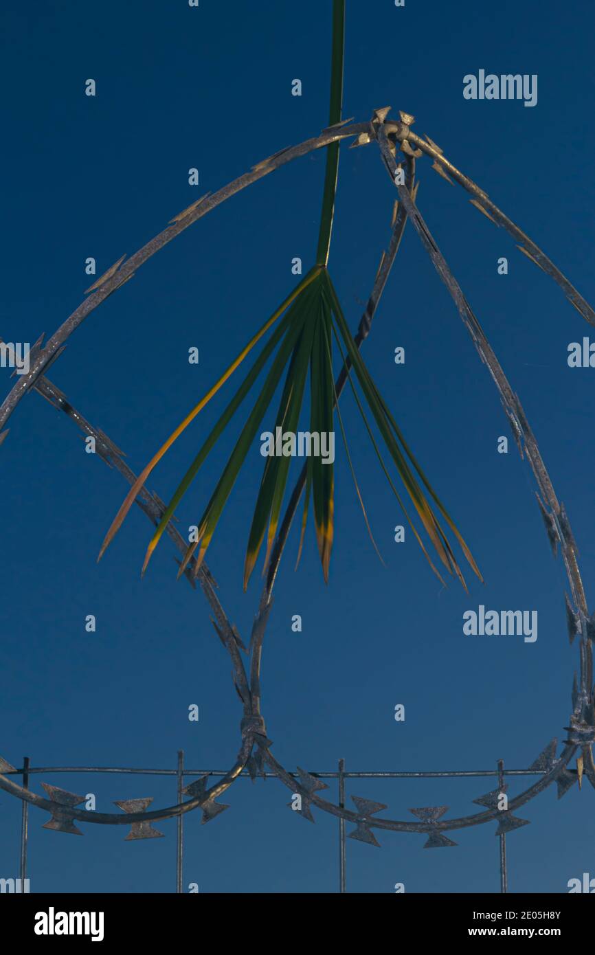 Barbed wire plant hi-res stock photography and images - Alamy