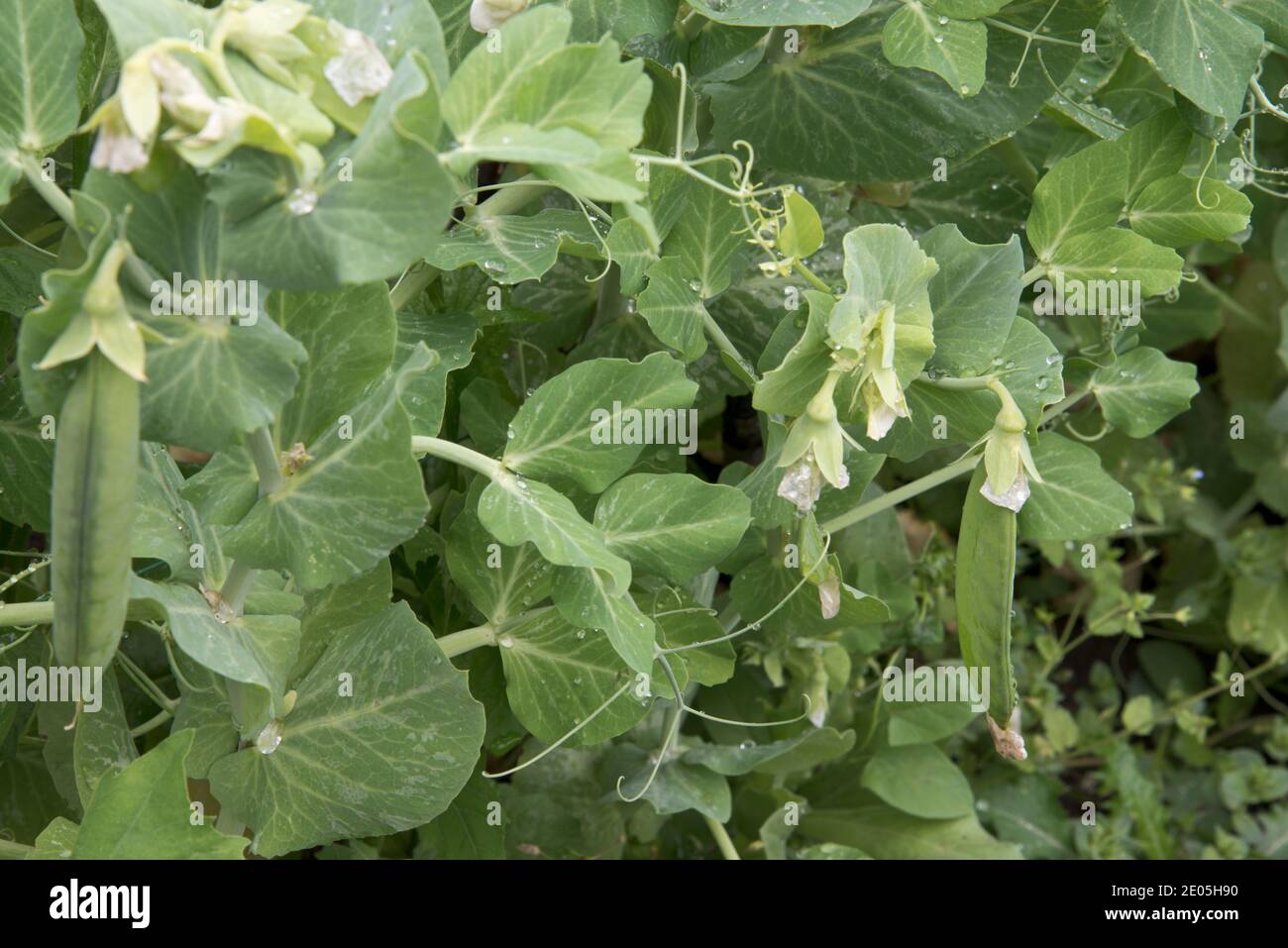 Early Onward garden peas Stock Photo - Alamy