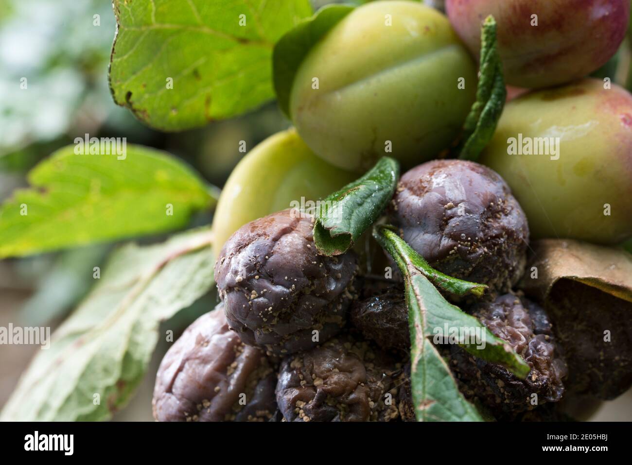 Victoria plum fruit with Brown rot fungal disease (Monilinia fructicola ...