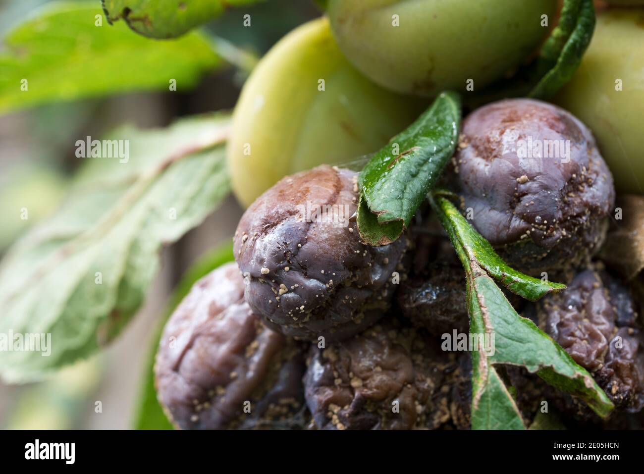 Plums rotting on tree hi-res stock photography and images - Alamy