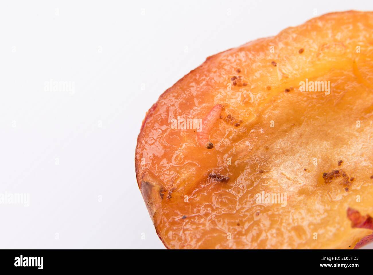 Grapholita Funebrana High Resolution Stock Photography and Images - Alamy