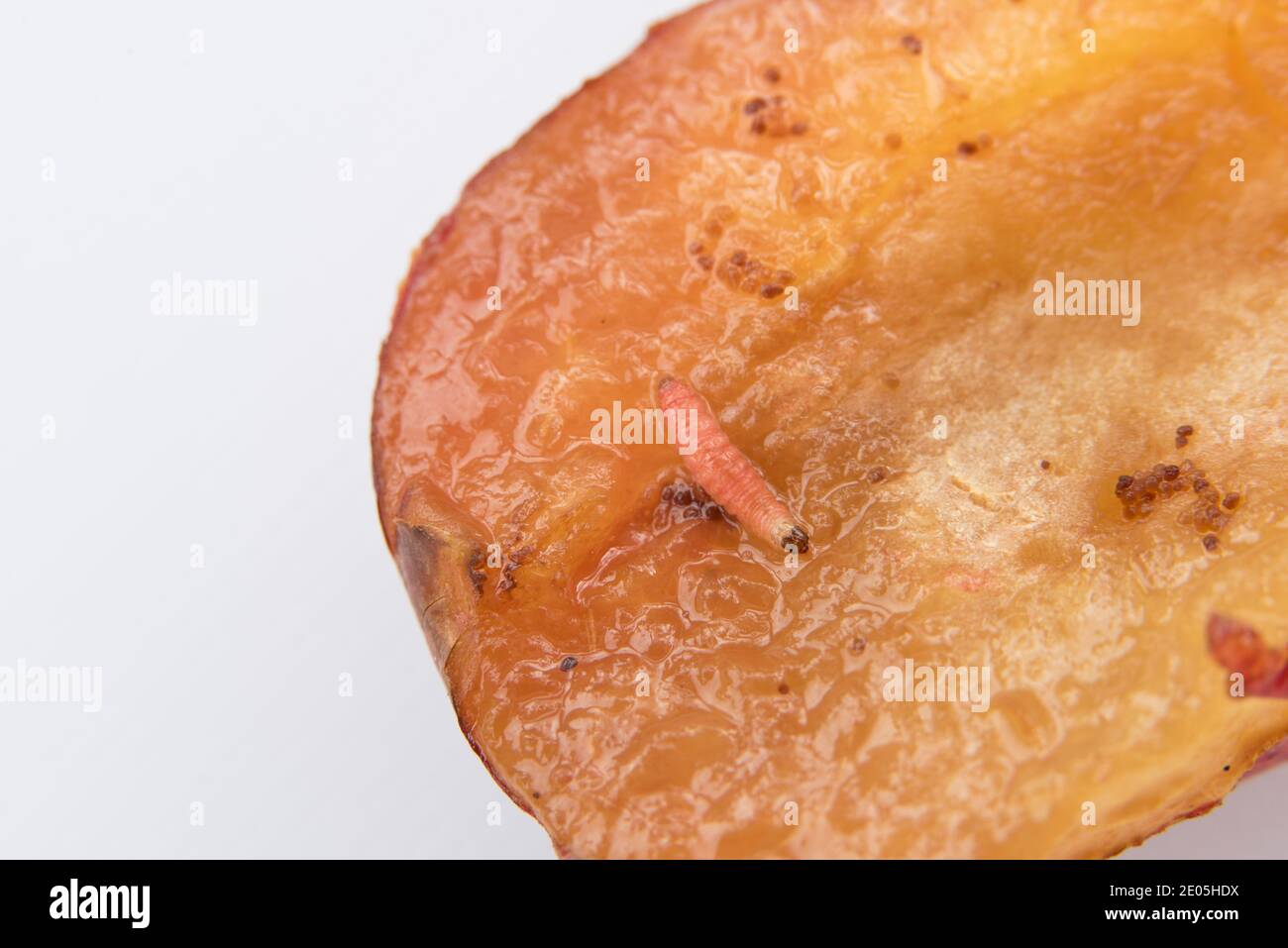 Plum moth grapholita funebrana hi-res stock photography and images - Alamy