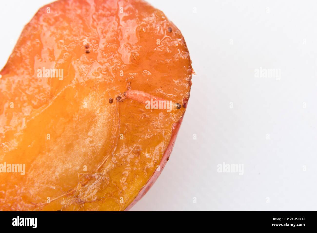 plum moth larvae ( Grapholita funebrana Stock Photo - Alamy