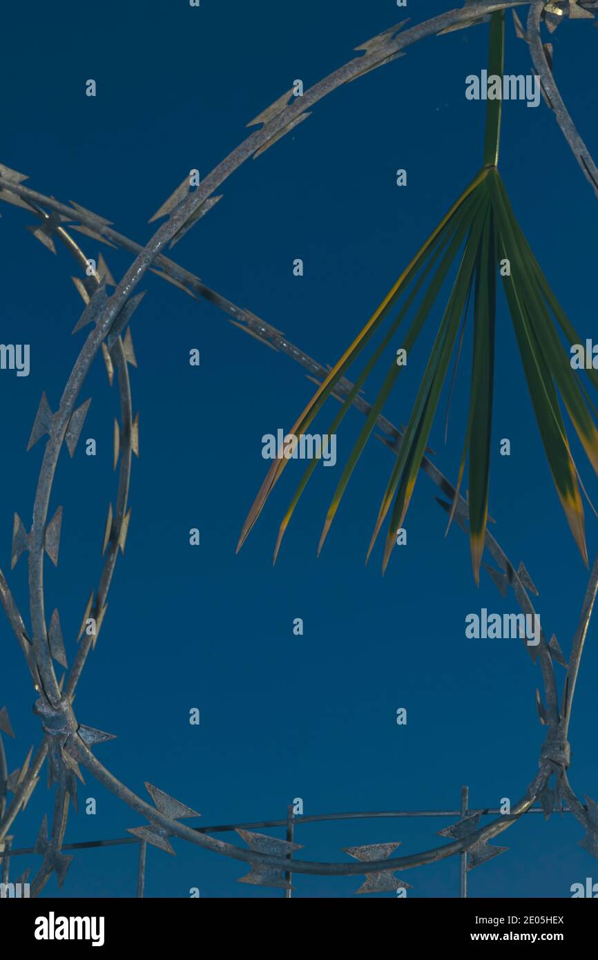 Barbed wire plant hi-res stock photography and images - Alamy