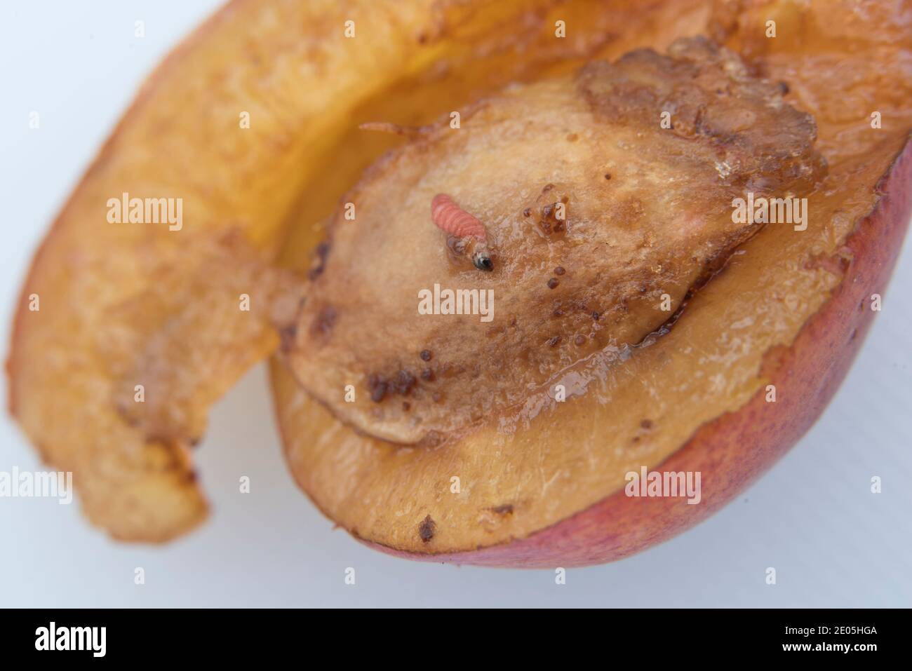 Plum moth grapholita funebrana hi-res stock photography and images - Alamy