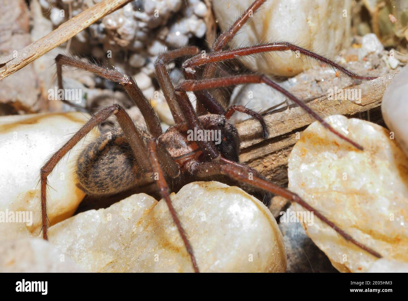 Big spider with long legs hi-res stock photography and images - Alamy