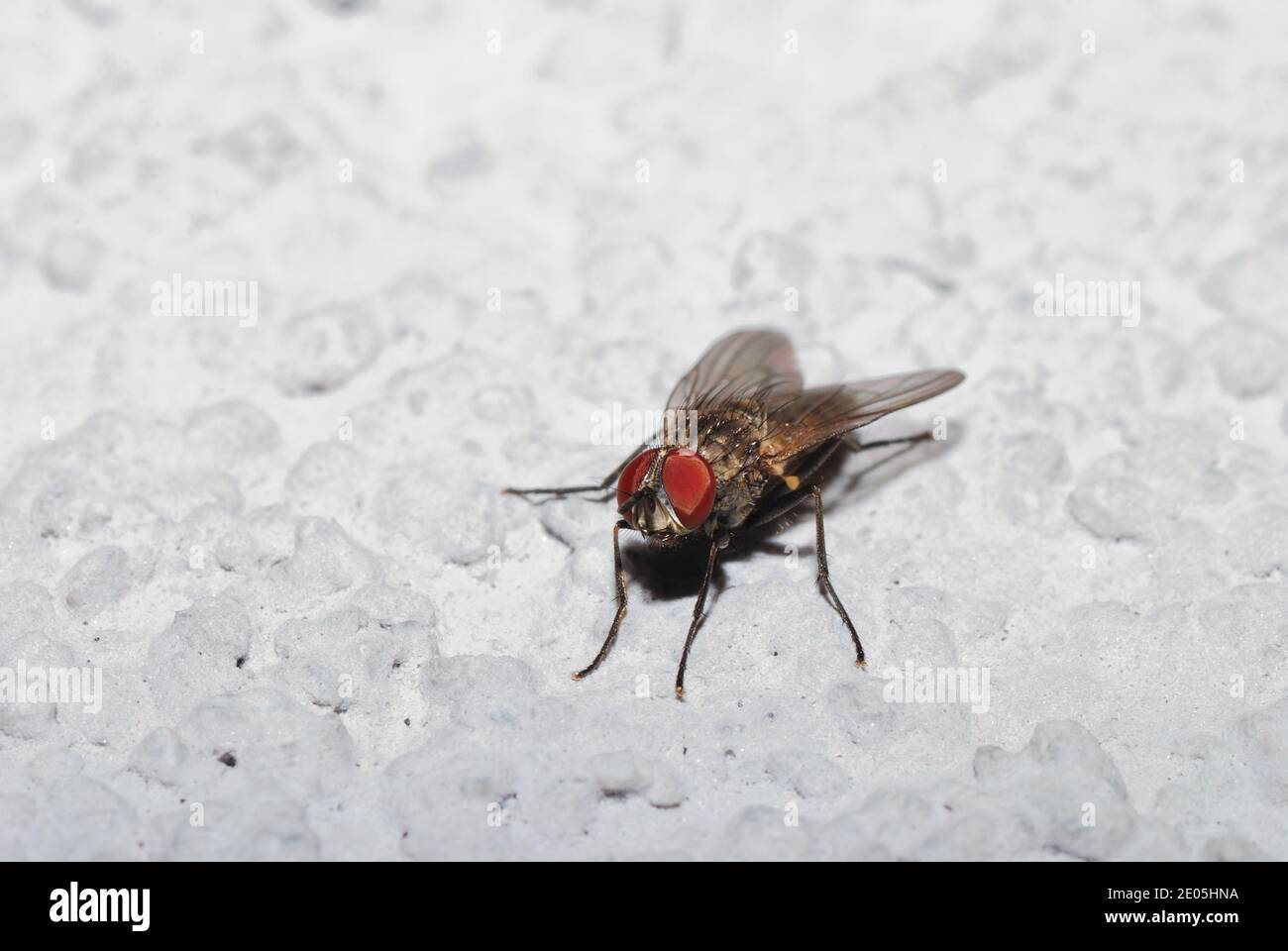small black fly with red eyes sitting on a white wall in the sun Stock ...