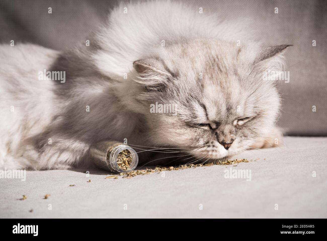 Cute grey fluffy cat sniffing and enjoying catnip Stock Photo - Alamy