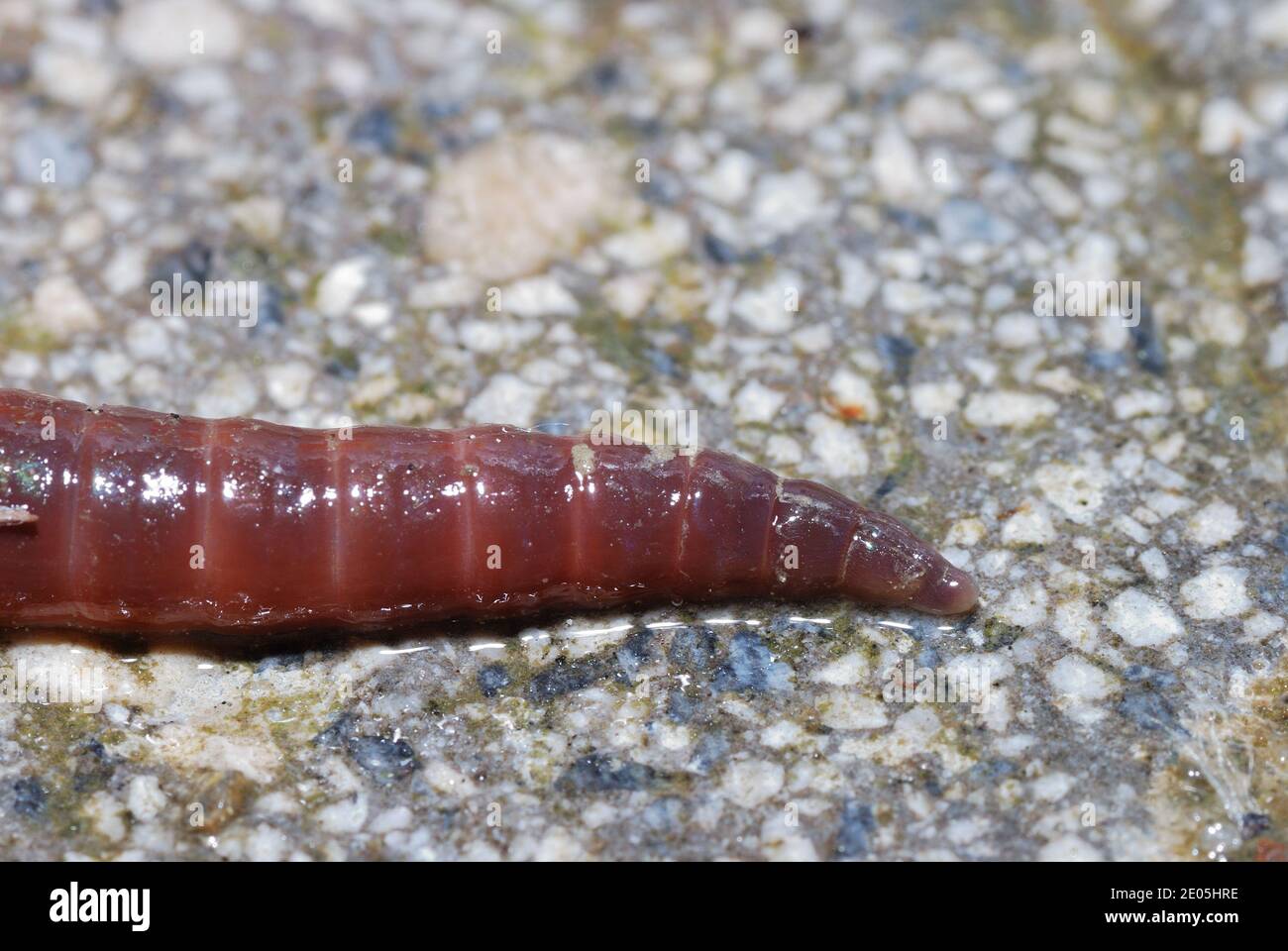 Slimy earthworm hi-res stock photography and images - Alamy