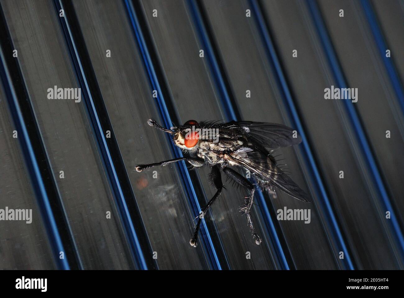large black fly with red eyes sitting on a smooth transparent blue ...
