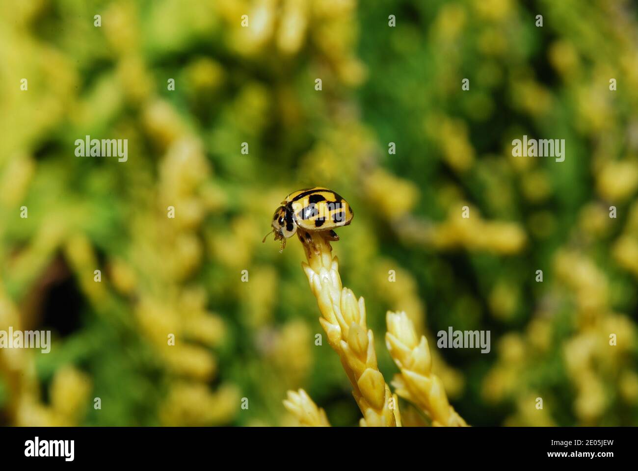 small black and yellow ladybug sits at the tip of a leaf and scrub in ...