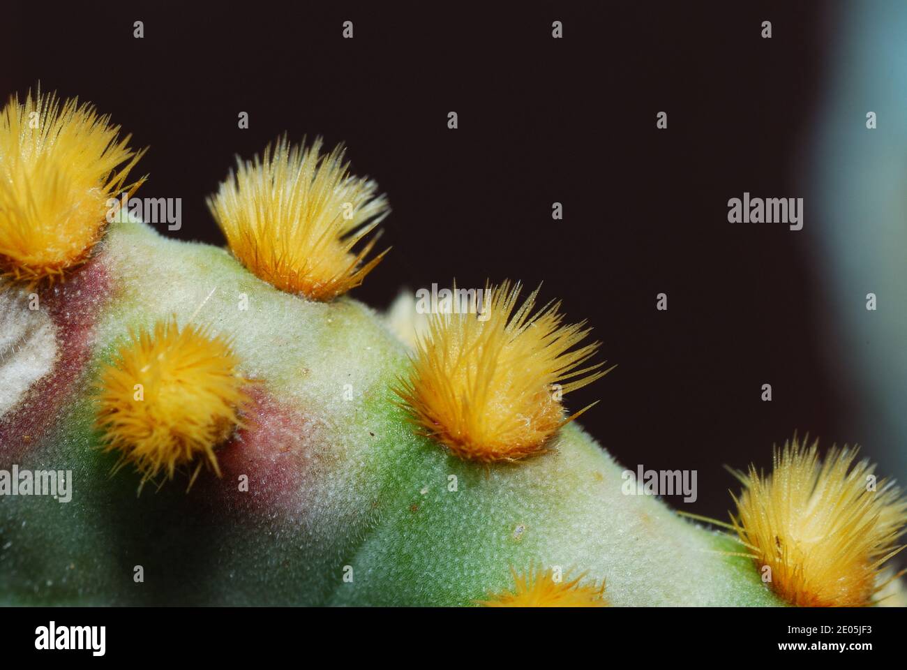 Many small yellow cactus spines in large view Stock Photo - Alamy