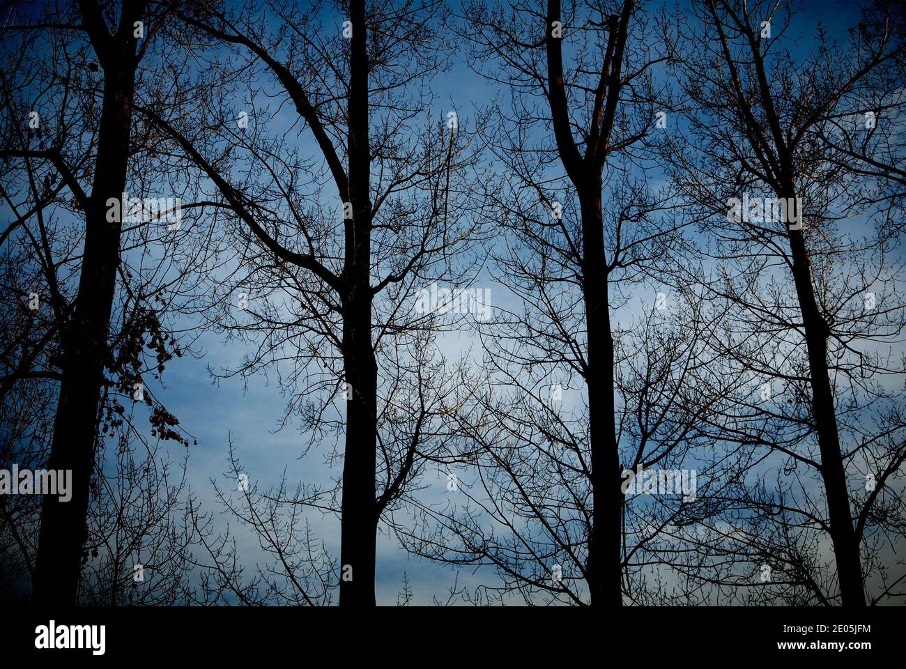 For scary trees with a dramatic sky background. Four trees with a dark ...