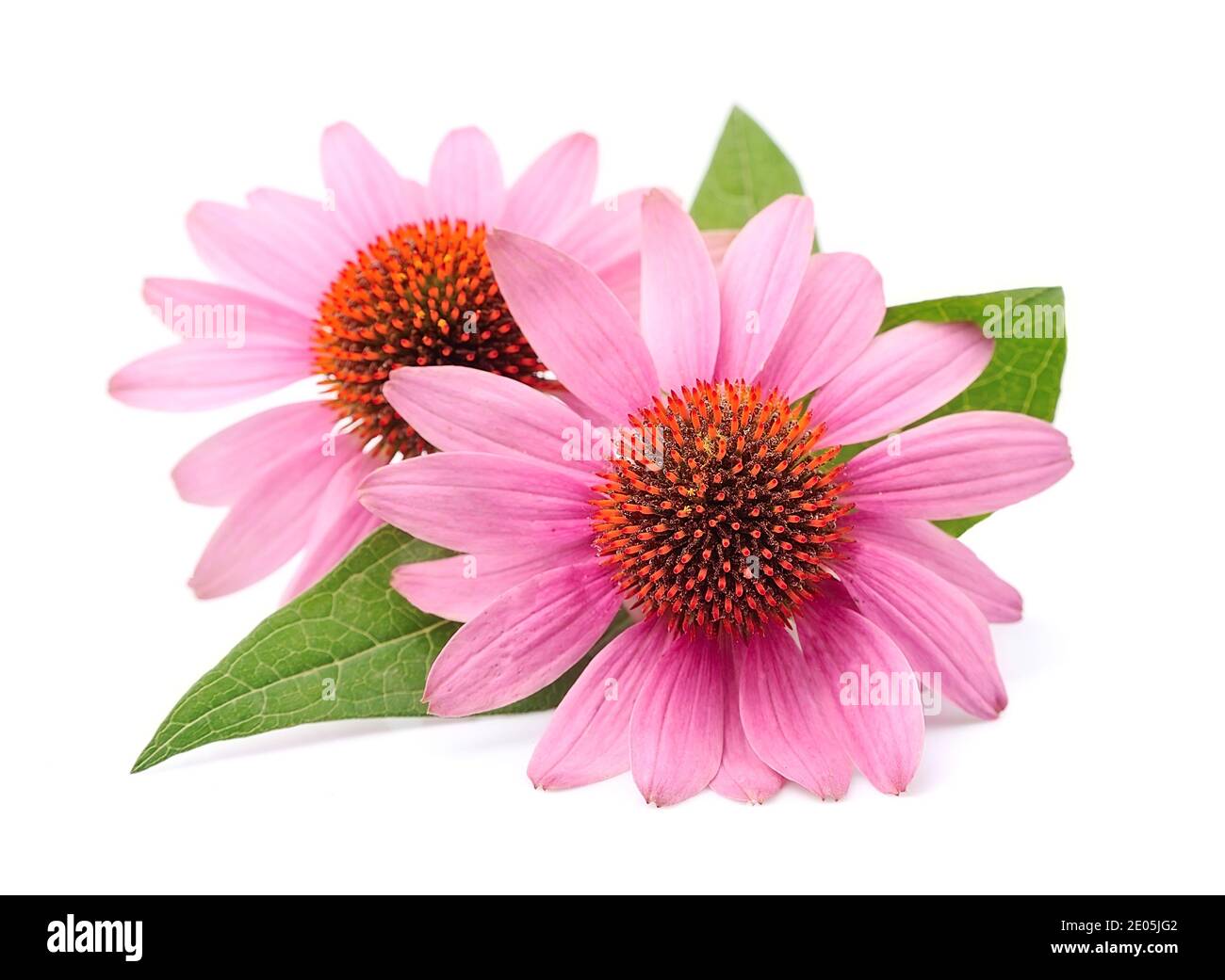 Echinacea flowers close up isolated on white backgrounds. Medicinal ...