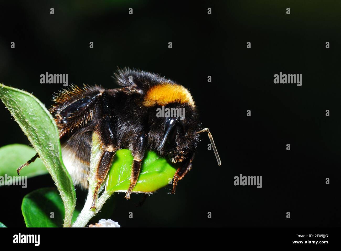 a large colorful bumblebee tired sleeping on a leaf in the sun Stock ...