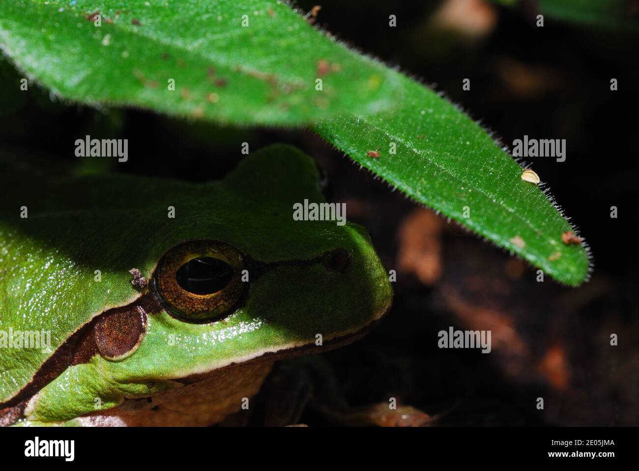 small green tree frog sitting below a leaf with a shadow Stock Photo ...
