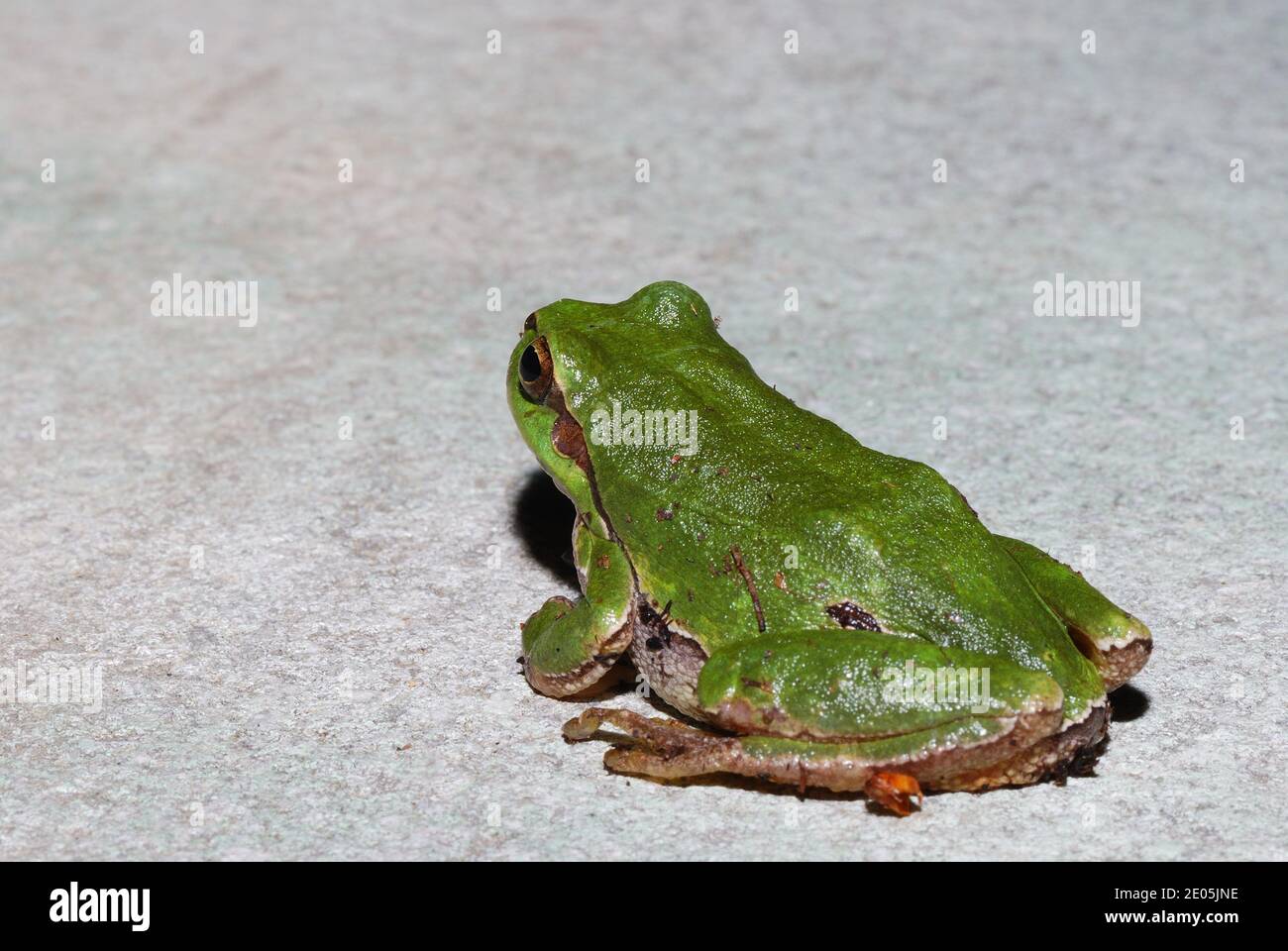 green tree frog sitting on a white granite plate in the sun and looks ...