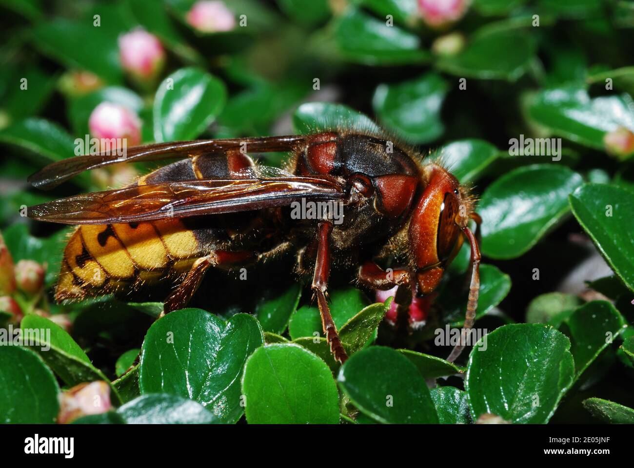 large colorful hornet on a sunny shrub in the side view Stock Photo - Alamy