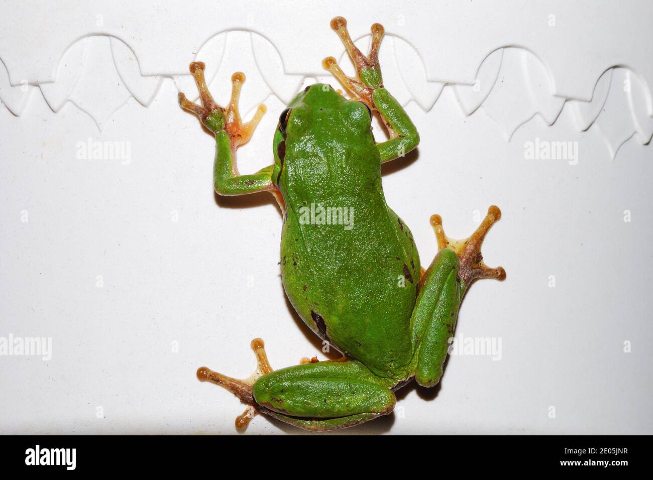green tree frog climbs on a white drip into the sun Stock Photo - Alamy