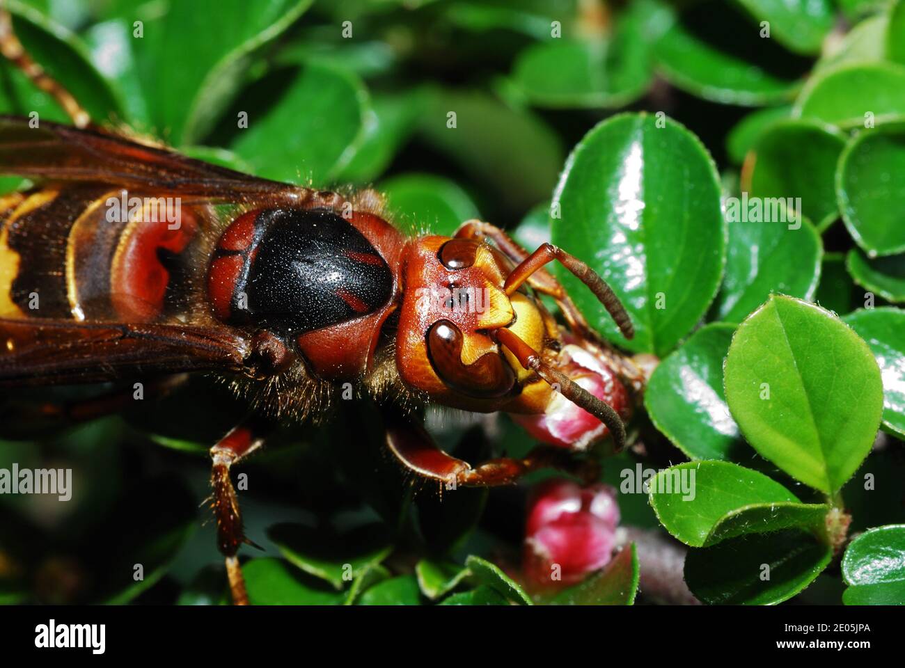 hornet on a large colorful shrub in view of the sun from above Stock ...