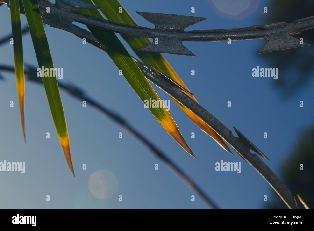 Barbed plant hi-res stock photography and images - Alamy