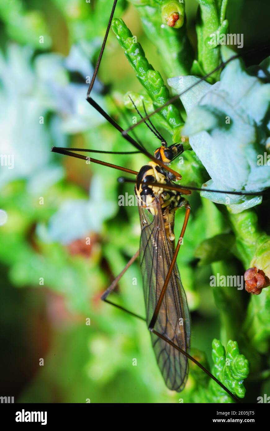 large insect with long legs and wings sits on a green shrub Stock Photo ...