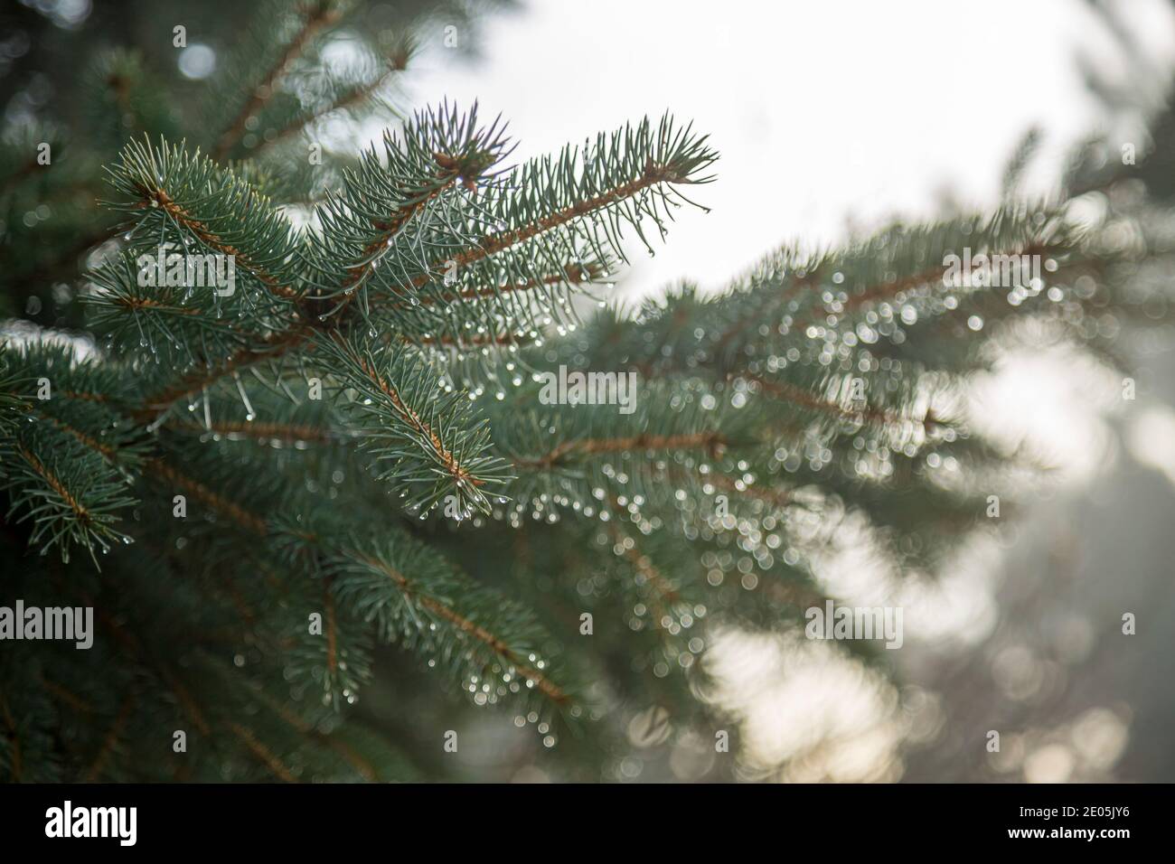 Sparkling dew drop hi-res stock photography and images - Alamy