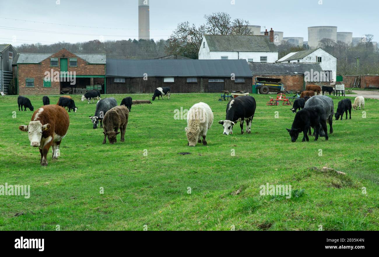 Cows next to a farm Stock Photo - Alamy