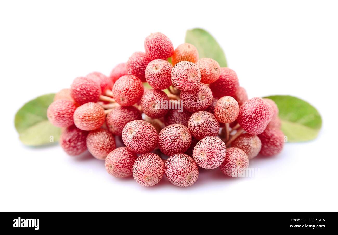 Elaeagnus latifolia Cut Out Stock Images & Pictures - Alamy