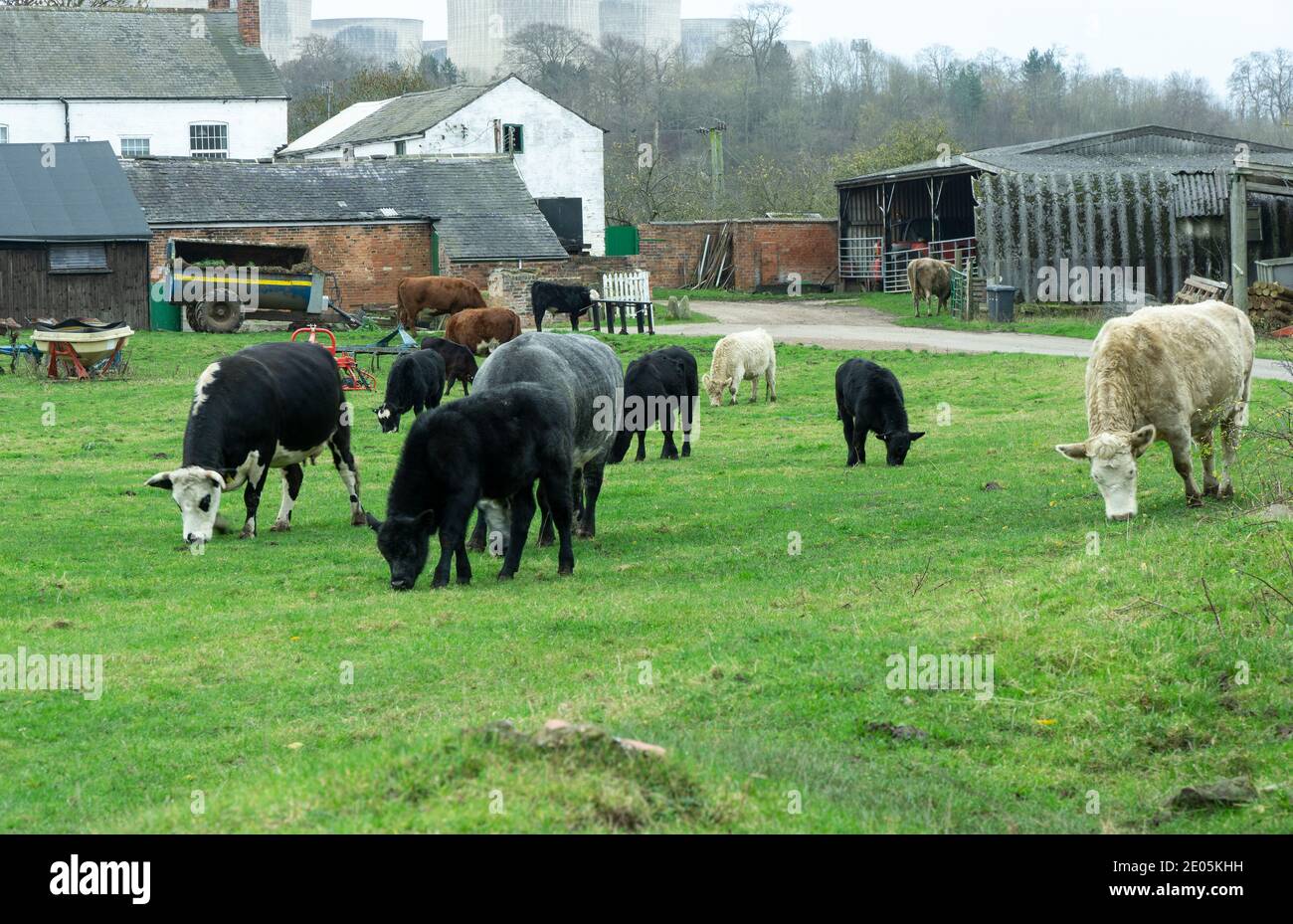 Cows next to a farm Stock Photo - Alamy