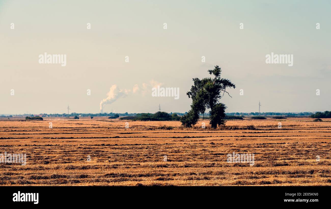 Escaping tree from smoke from the factory chimney and air pollution ...