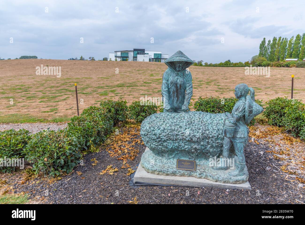 Zealong new zealand hi-res stock photography and images - Alamy