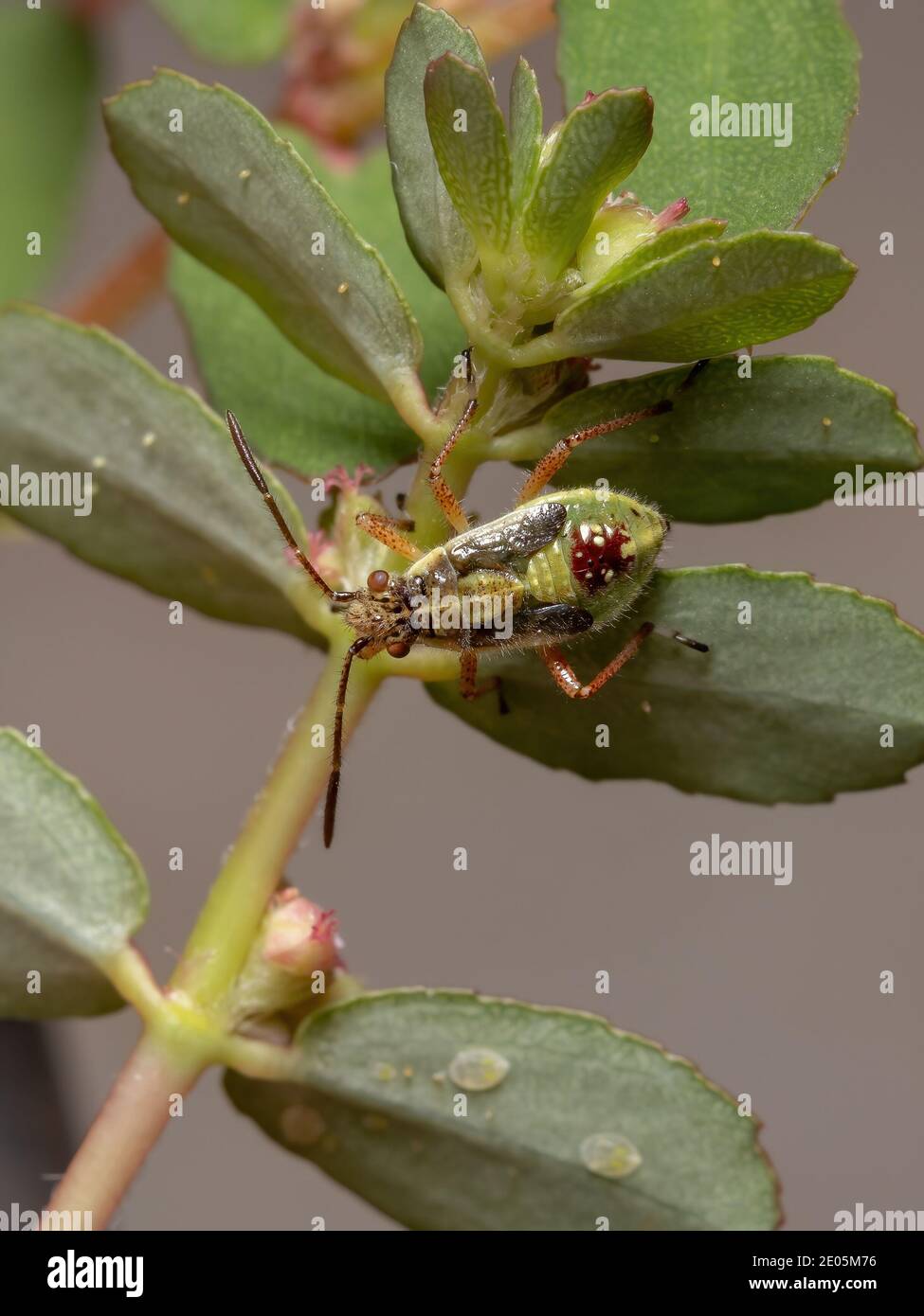 Red True Bugs nymph of the Suborder Heteroptera Stock Photo - Alamy