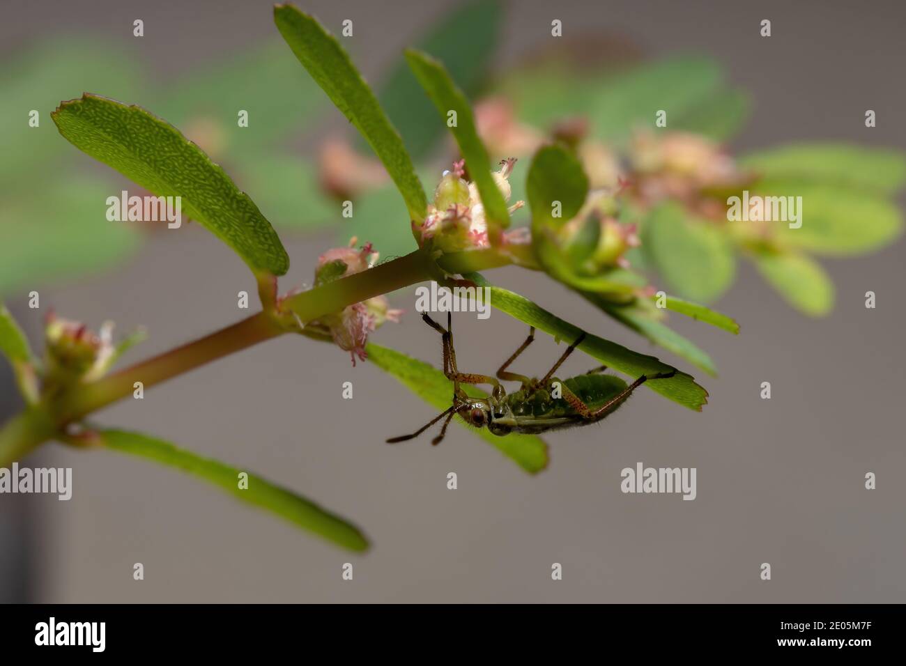 Red True Bugs nymph of the Suborder Heteroptera Stock Photo - Alamy