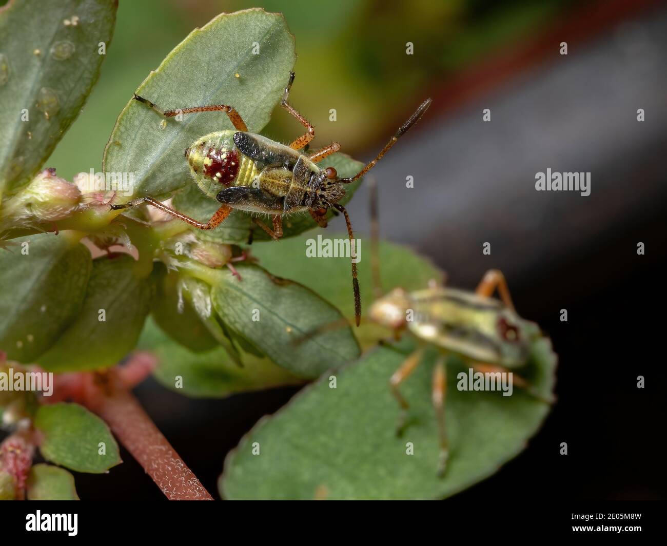 Red True Bugs nymph of the Suborder Heteroptera Stock Photo - Alamy